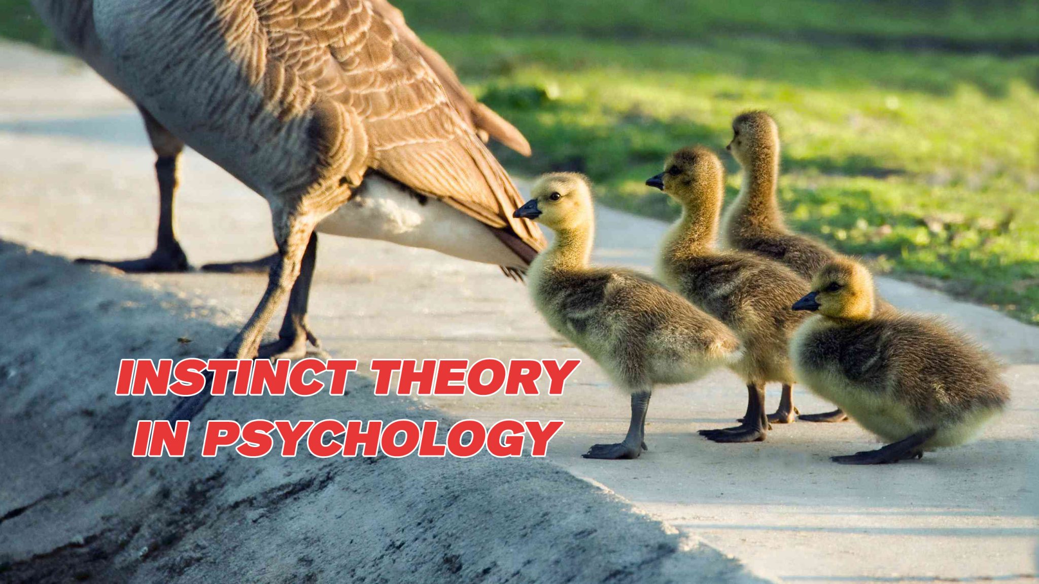 What is Instinct Theory in Psychology - Behavior Facts